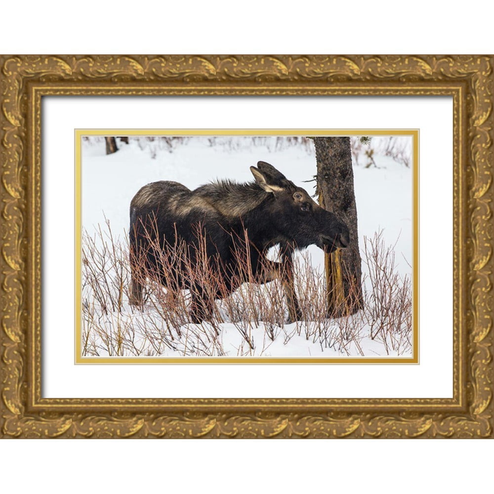 The Yellowstone Collection 24x17 Gold Ornate Wood Framed with Double ...