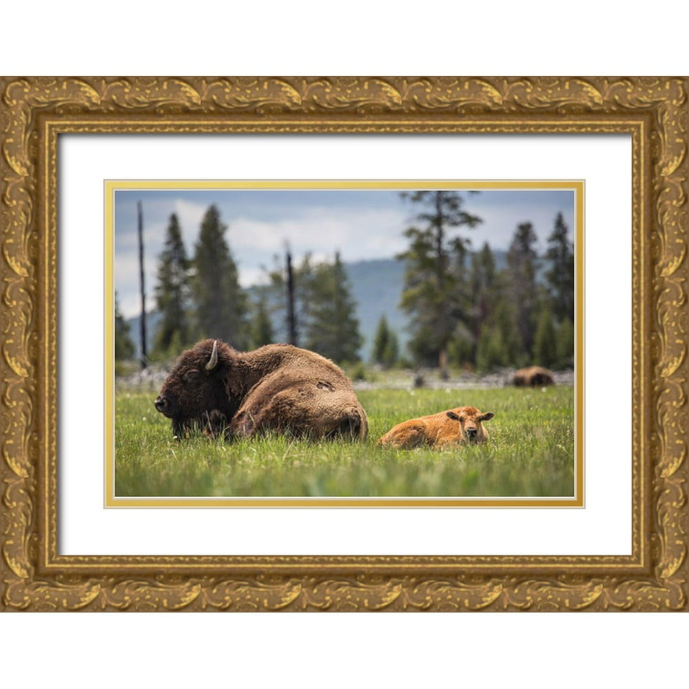 The Yellowstone Collection 24x17 Gold Ornate Wood Framed with Double ...