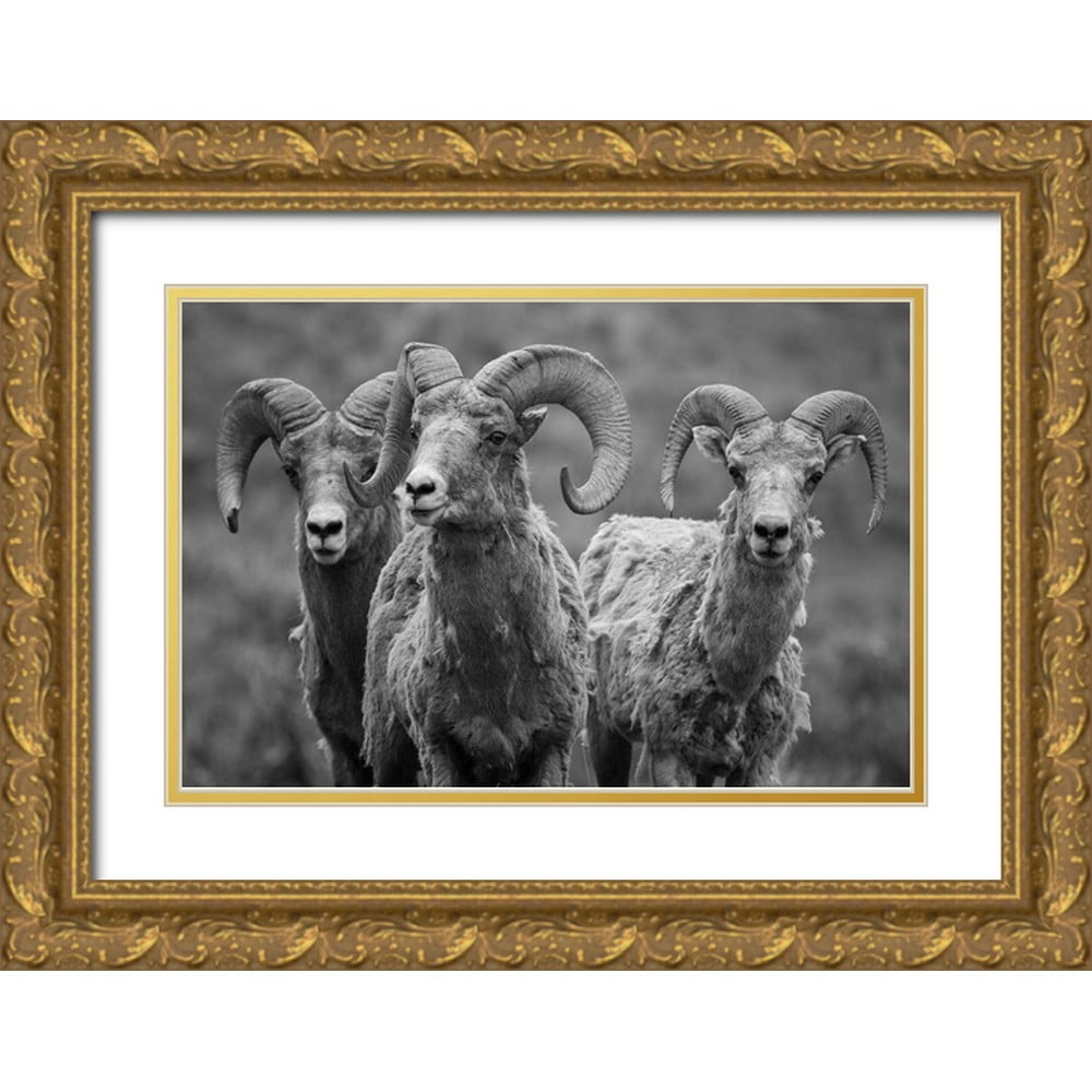 The Yellowstone Collection 24x17 Gold Ornate Wood Framed with Double ...