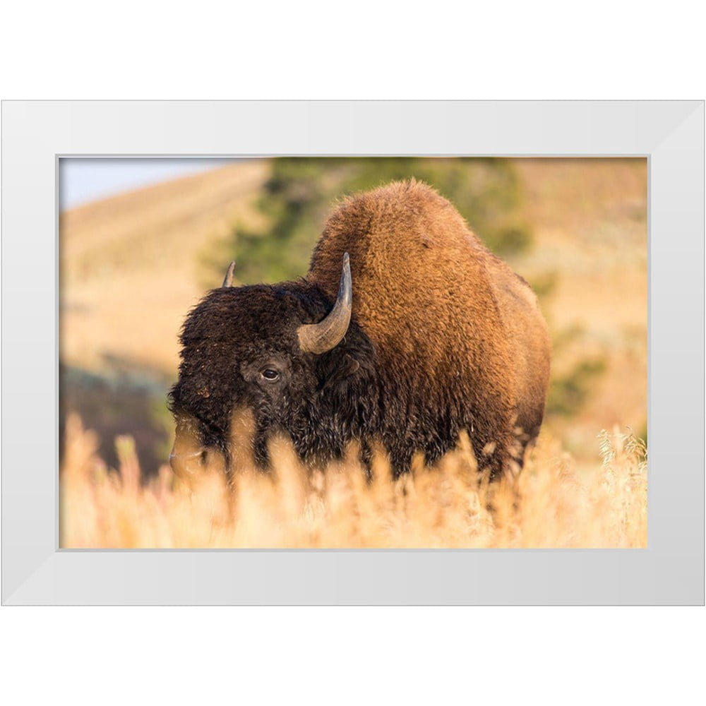 The Yellowstone Collection 24x17 White Modern Wood Framed Museum Art ...