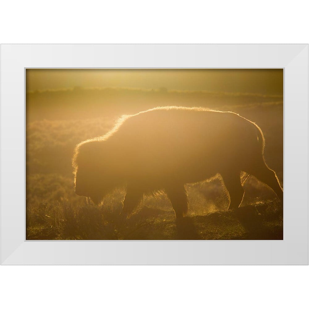 The Yellowstone Collection 24x17 White Modern Wood Framed Museum Art ...