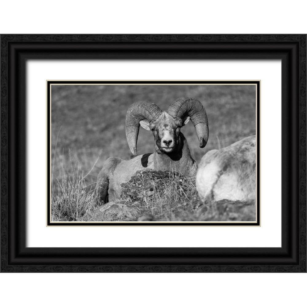 The Yellowstone Collection 32x23 Black Ornate Wood Framed with Double ...