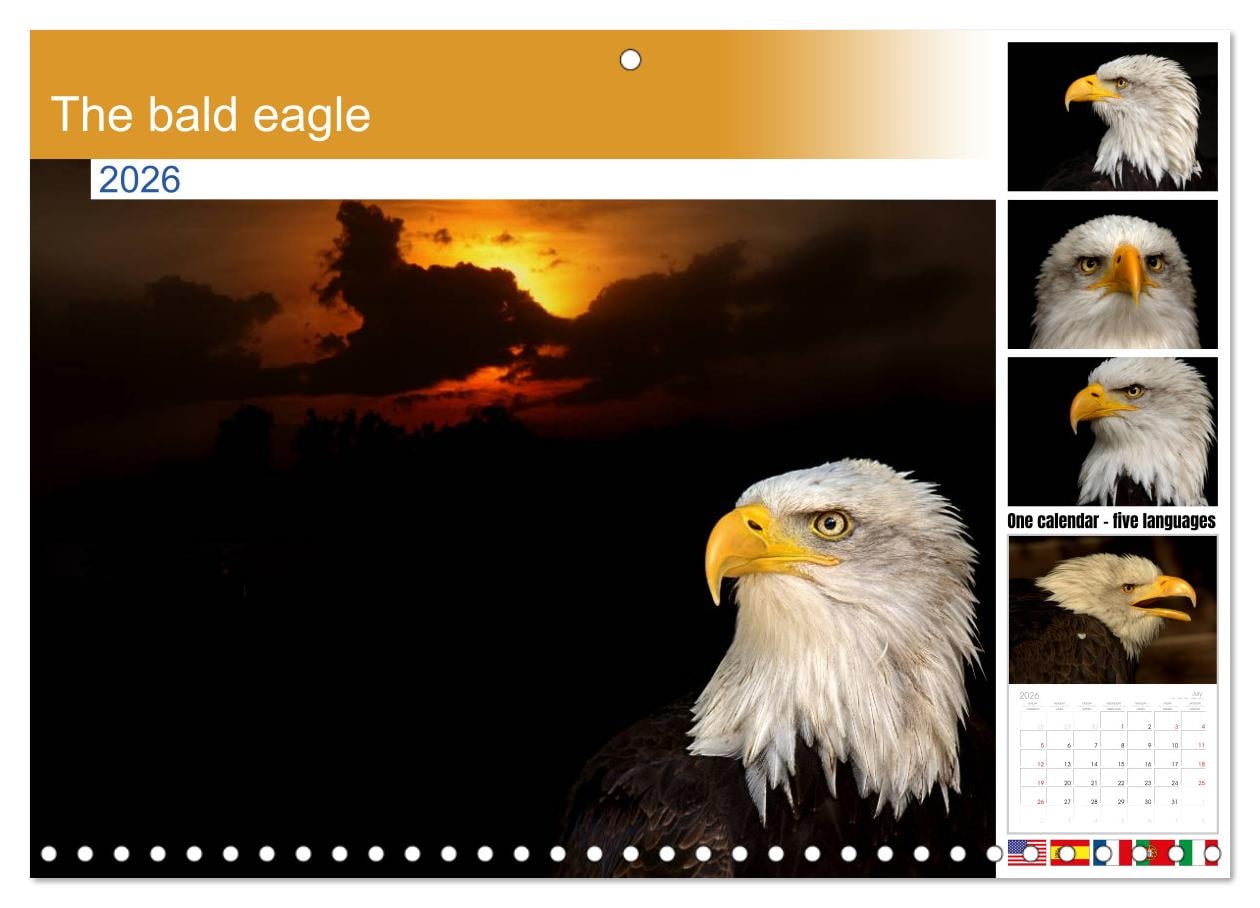 The bald eagle (Monthly Wall Calendar 2026 16.5 x 23.4 (open ...