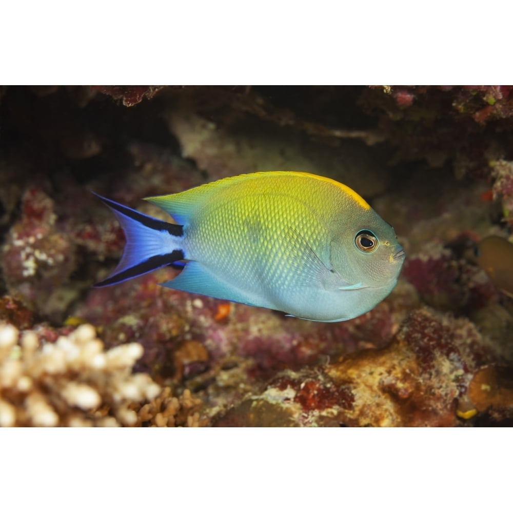 The black-spot angelfish goes by many common names including spotbreast ...