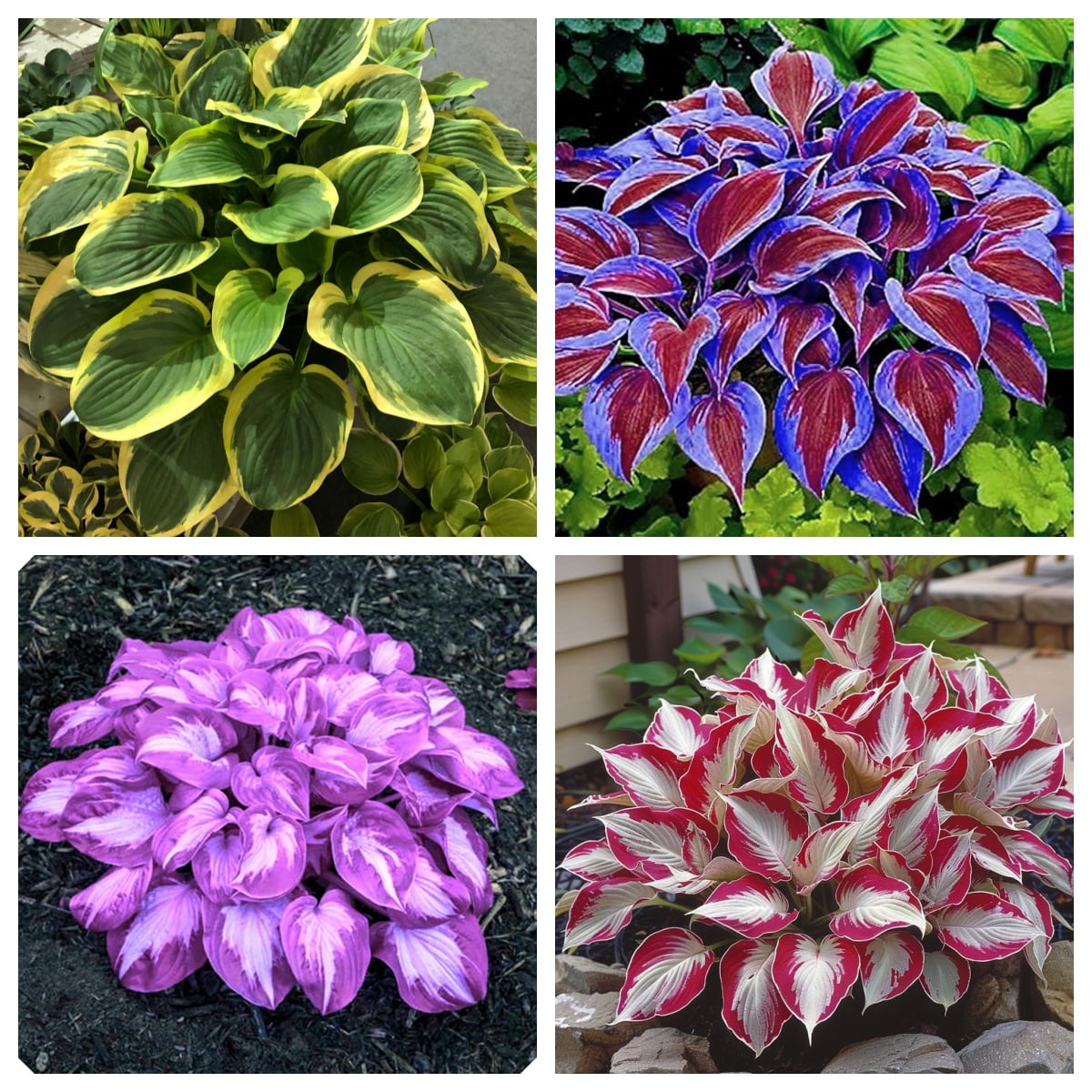 The evergreen Hosta purifies the air and beautifies the environment ...