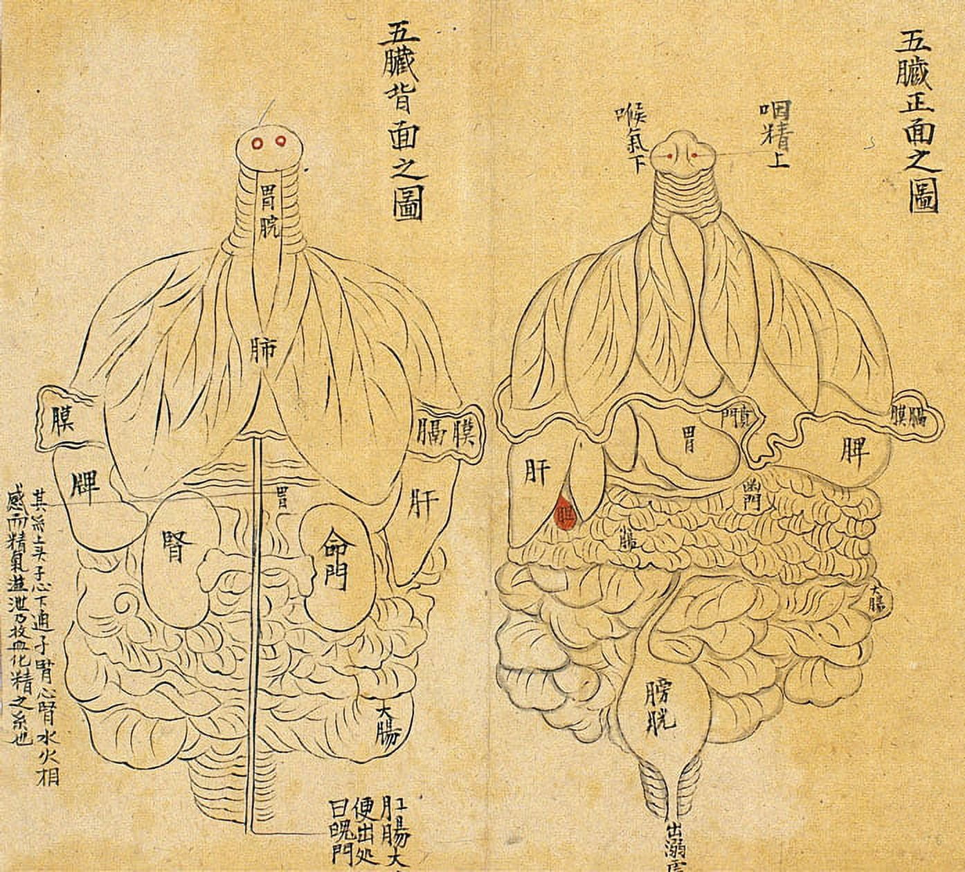 The five viscera, Photographic Print Poster Anatomical drawing front ...