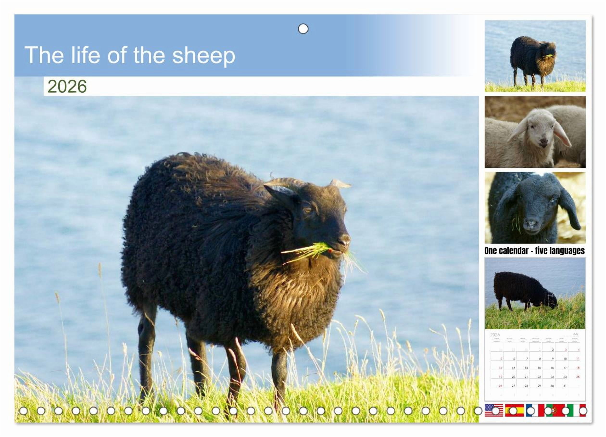 The life of the sheep (Monthly Wall Calendar 2026 11.7 x 16.5 (open ...