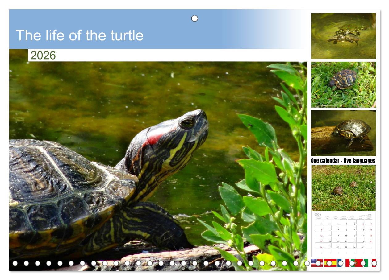 The life of the turtle (Monthly Wall Calendar 2026 11.7 x 16.5 (open ...