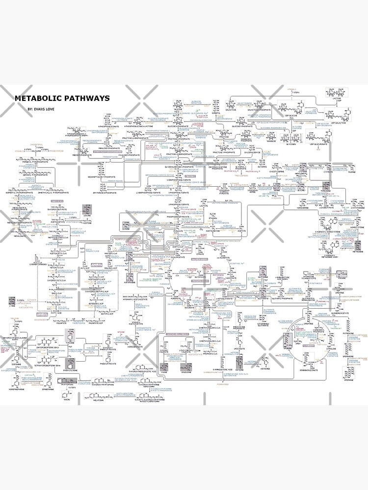 The Metabolic Pathway Poster Framed Unframed