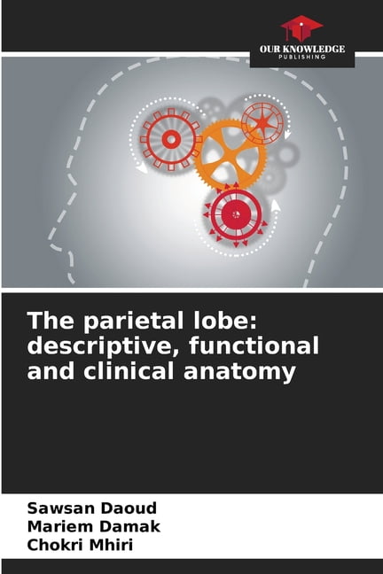 The parietal lobe: descriptive, functional and clinical anatomy ...