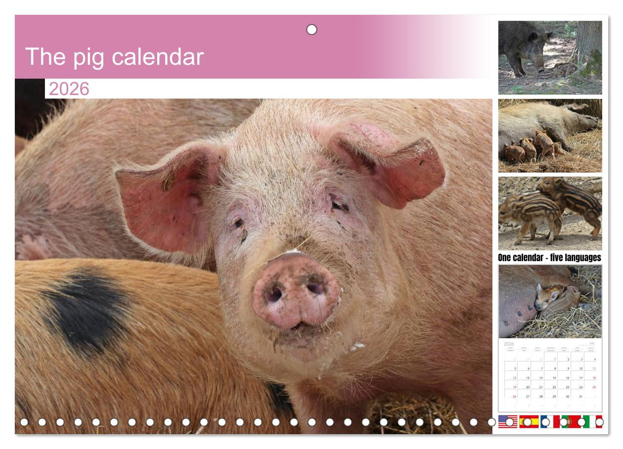 The pig calendar (Monthly Wall Calendar 2026 16.5 x 23.4 (open ...