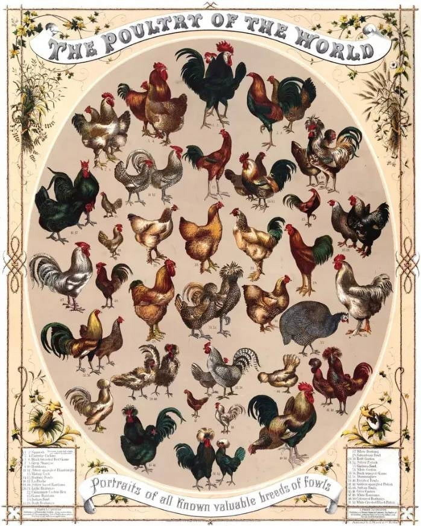 .The poultry of the world POSTER.Chicken Hen Rooster.Decoration room ...