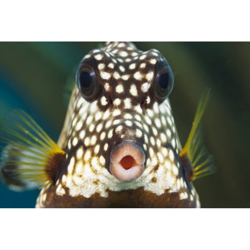 The smooth trunkfish is common on Caribbean reefs; Bonaire Poster Print ...