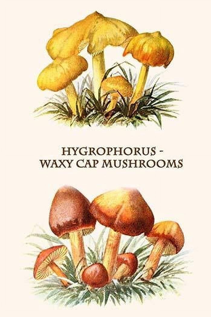 The waxy caps are white-spored mushrooms with thick, waxy gills and ...