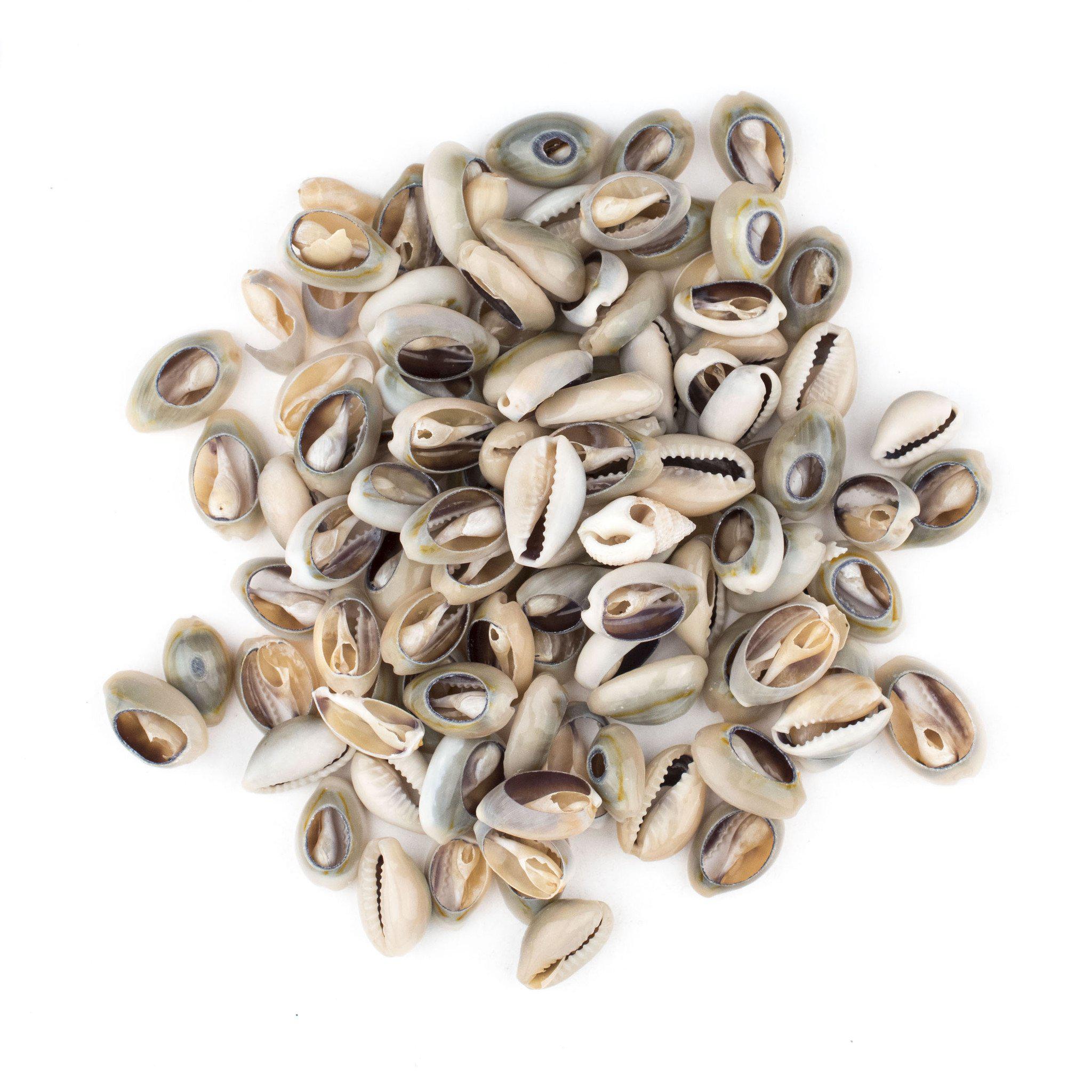 The Bead Chest Cowrie Shells (Small) - Approx 90 Pieces - White ...