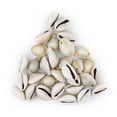 The Bead Chest Drilled Cowrie Shells (Large) - Walmart.com