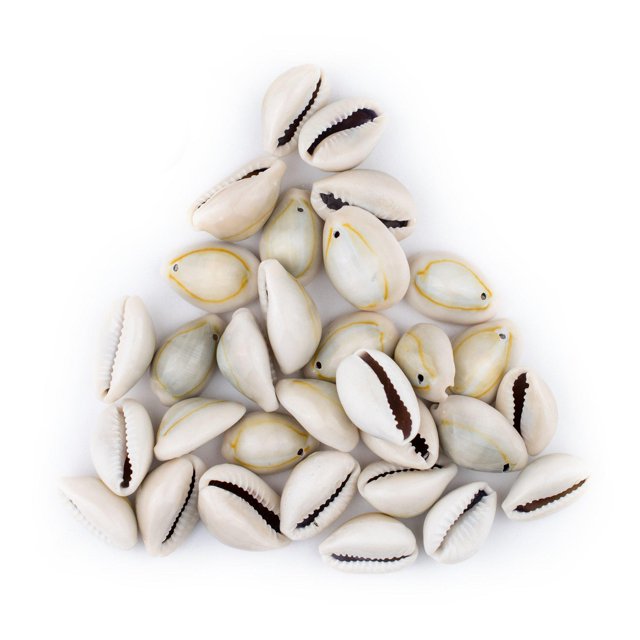TheBeadChest Drilled Cowrie Shells (Large) - Walmart.com