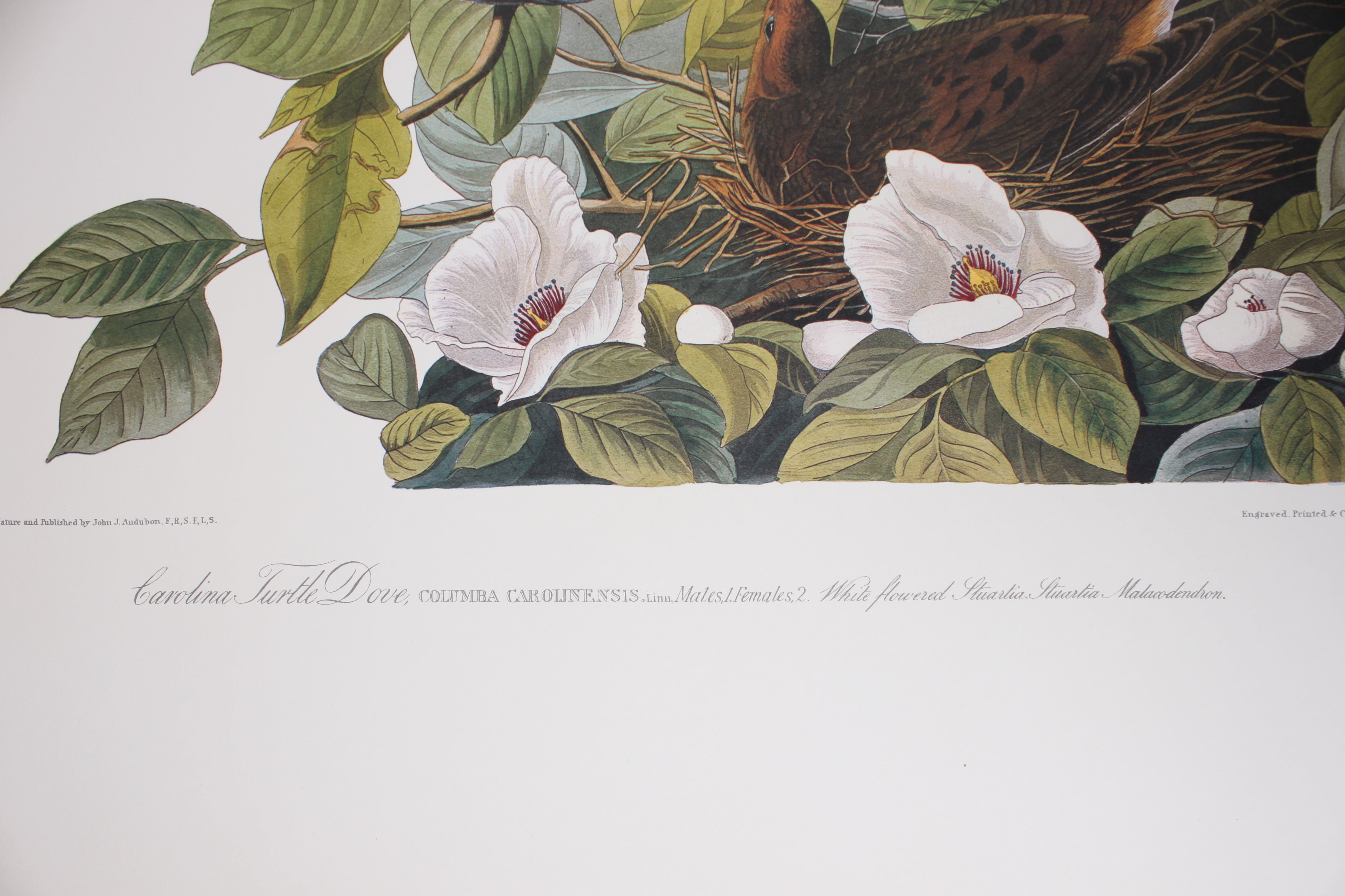 Pre-Owned Thea, the Official Thea Study Guide (Texas Higher Education ...