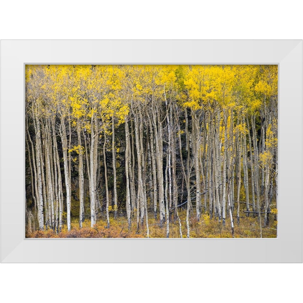 Theodore, George and Marilu 24x18 White Modern Wood Framed Museum Art ...