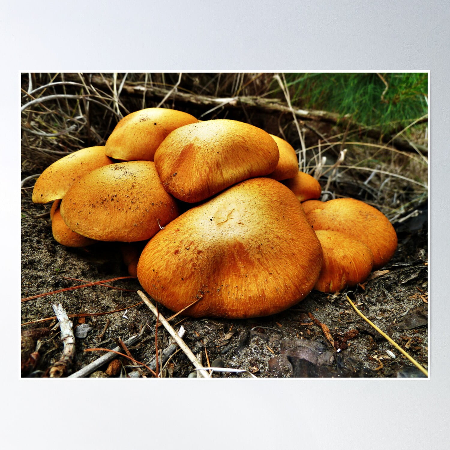 These Look Almost Animal Poster Wall Art, Modern Wall Decor, 24x36 ...