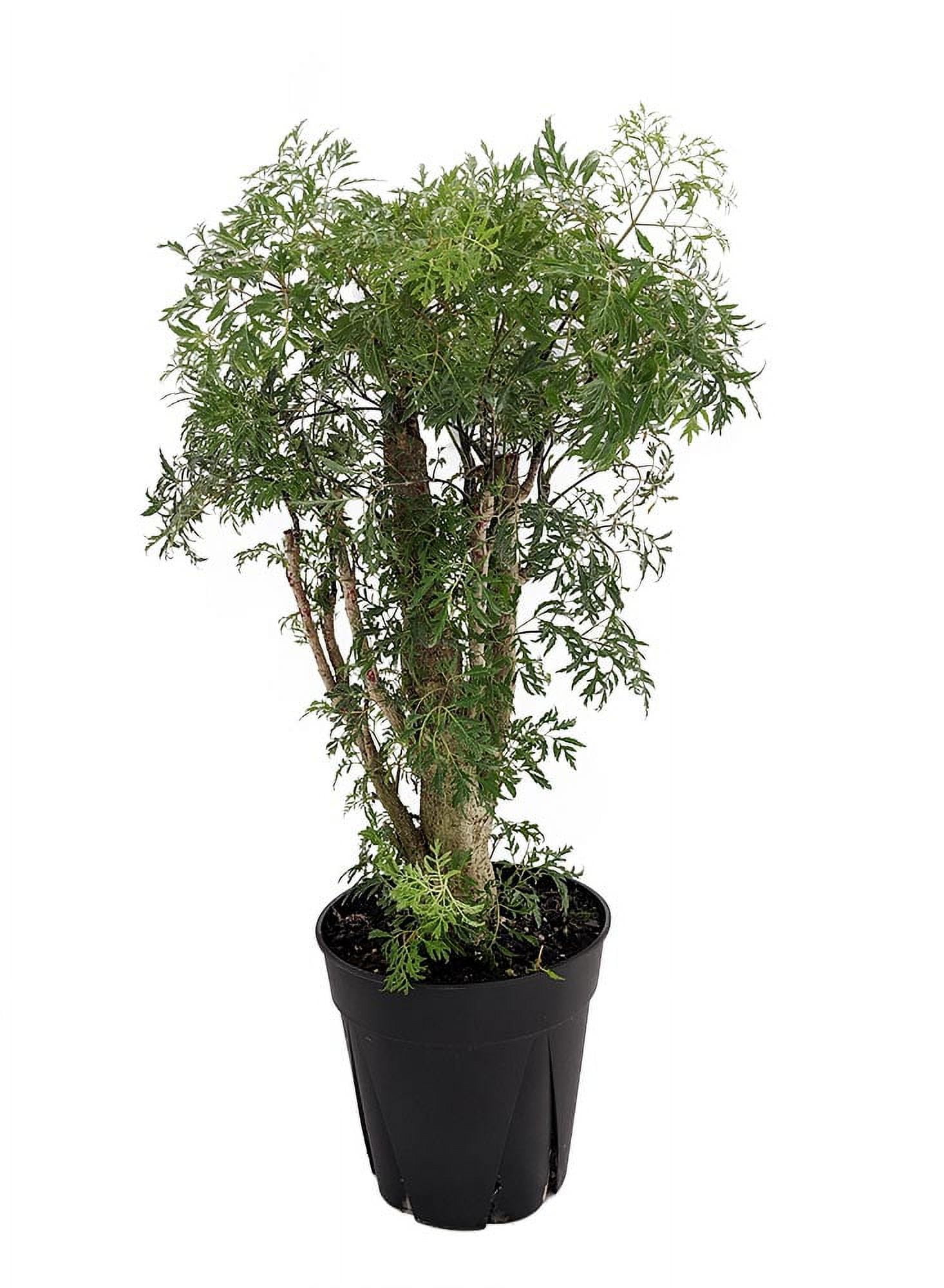 RARE Live Potted Thick Trunk Ming Aralia Tree - Polyscias fruticosa ...