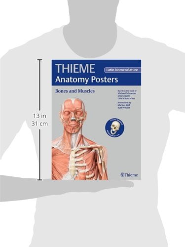 Pre-Owned Thieme Anatomy Posters Bones and Muscles, Latin Nomeclature ...