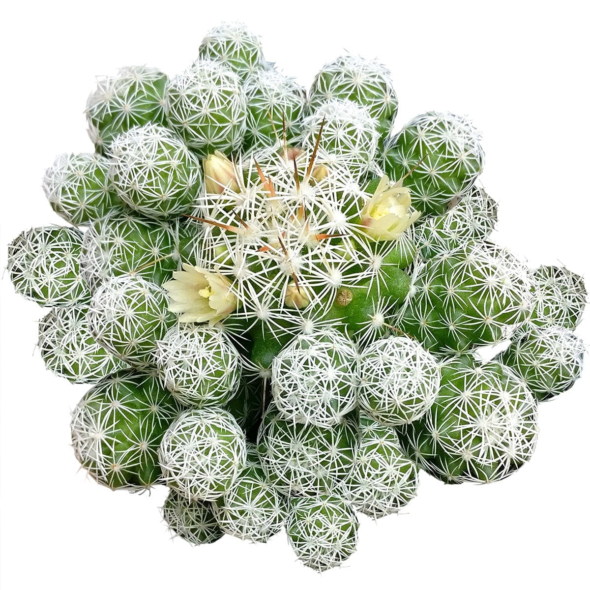 Thimble Cactus Mammillaria (2"+ Plastic Pot) - Tiny, Lovely, Easy to ...