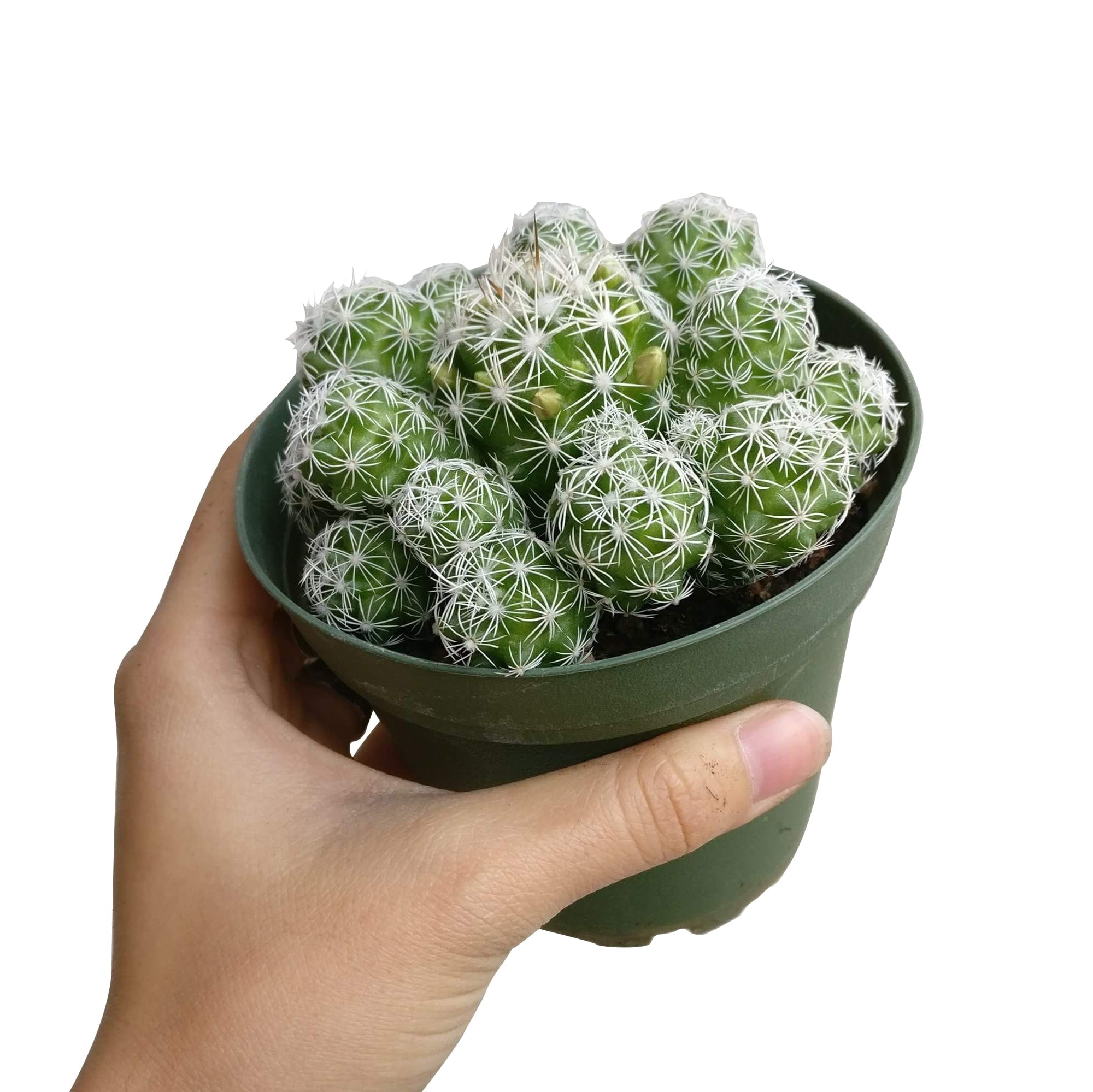 Thimble Cactus Mammillaria (4"+ Plastic Pot) - Tiny, Lovely, Easy to Care Cactus for Beginners ...