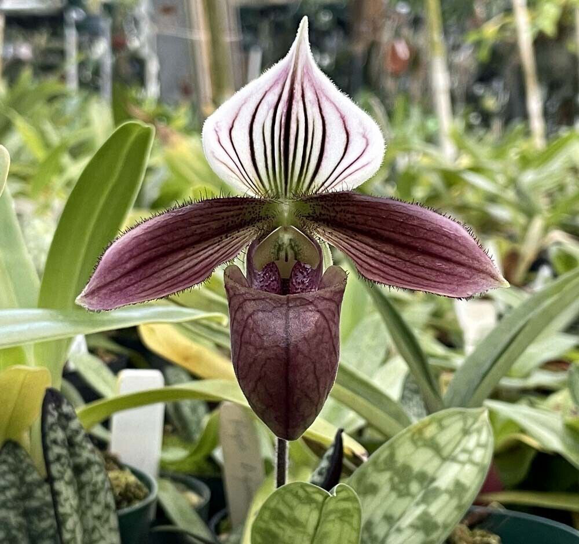 Thin BENCH SALE - 2" POT PAPH ORCHID SPECIES purpuratum - Walmart.com