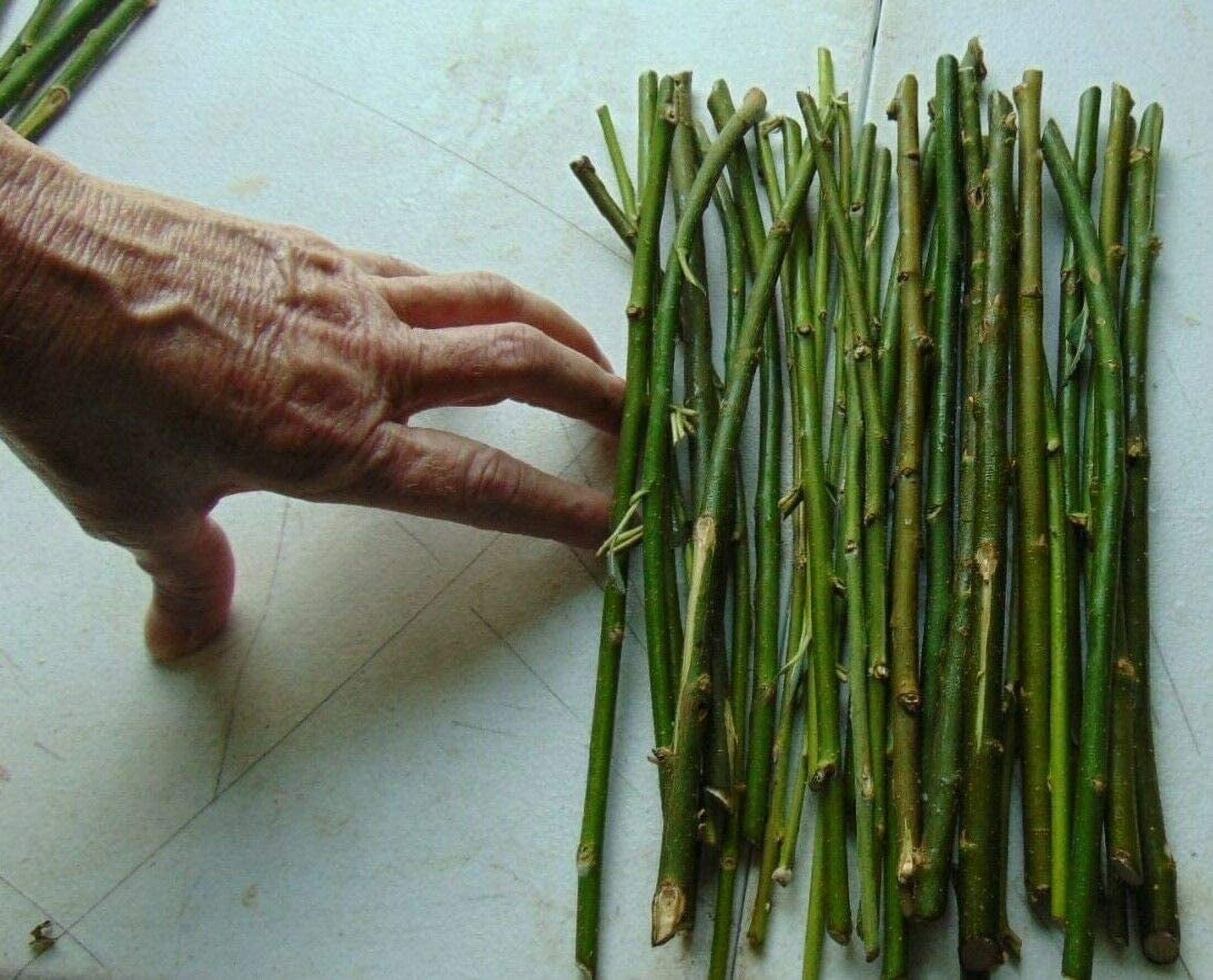Thin Hybrid Willow Tree Cuttings for Planting Privacy Trees - Bulk ...