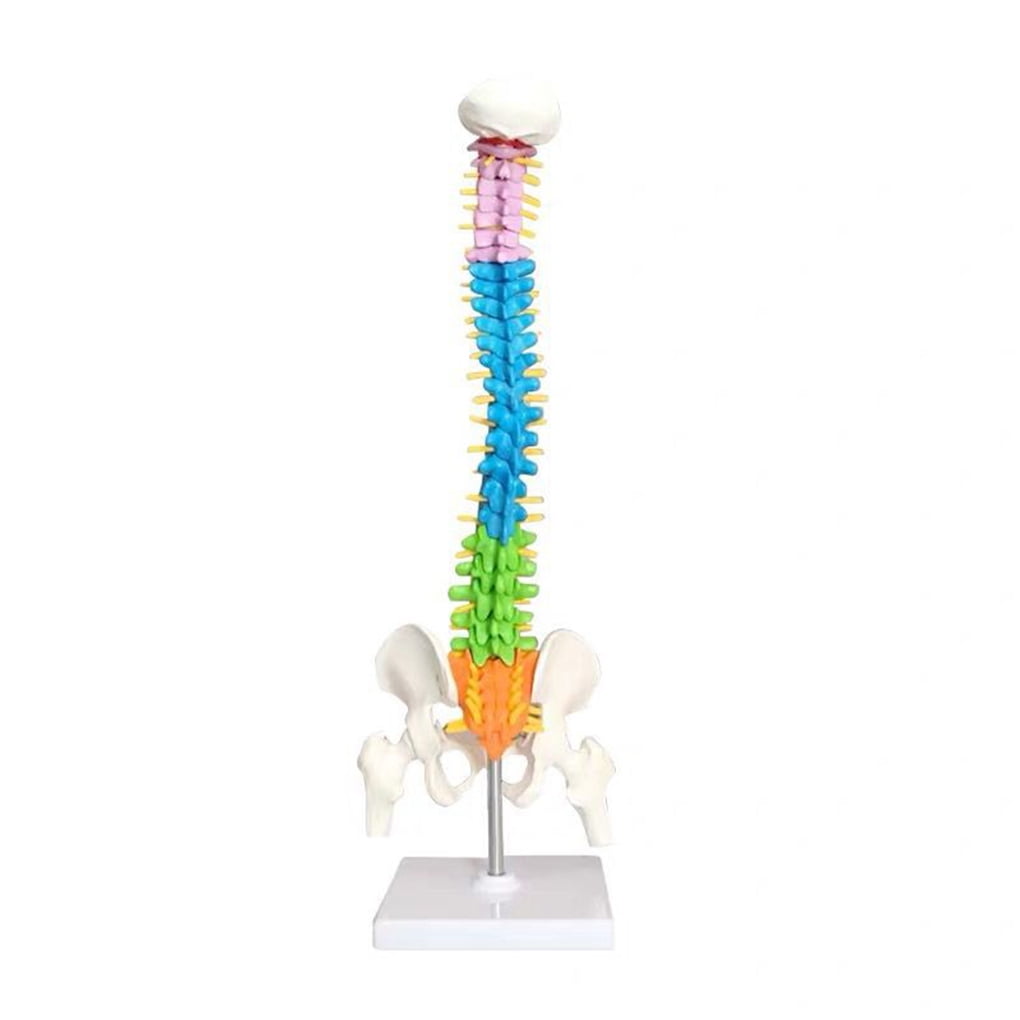 Thinsont 45cm Professional Practical Anatomical Spine Model Flexible ...