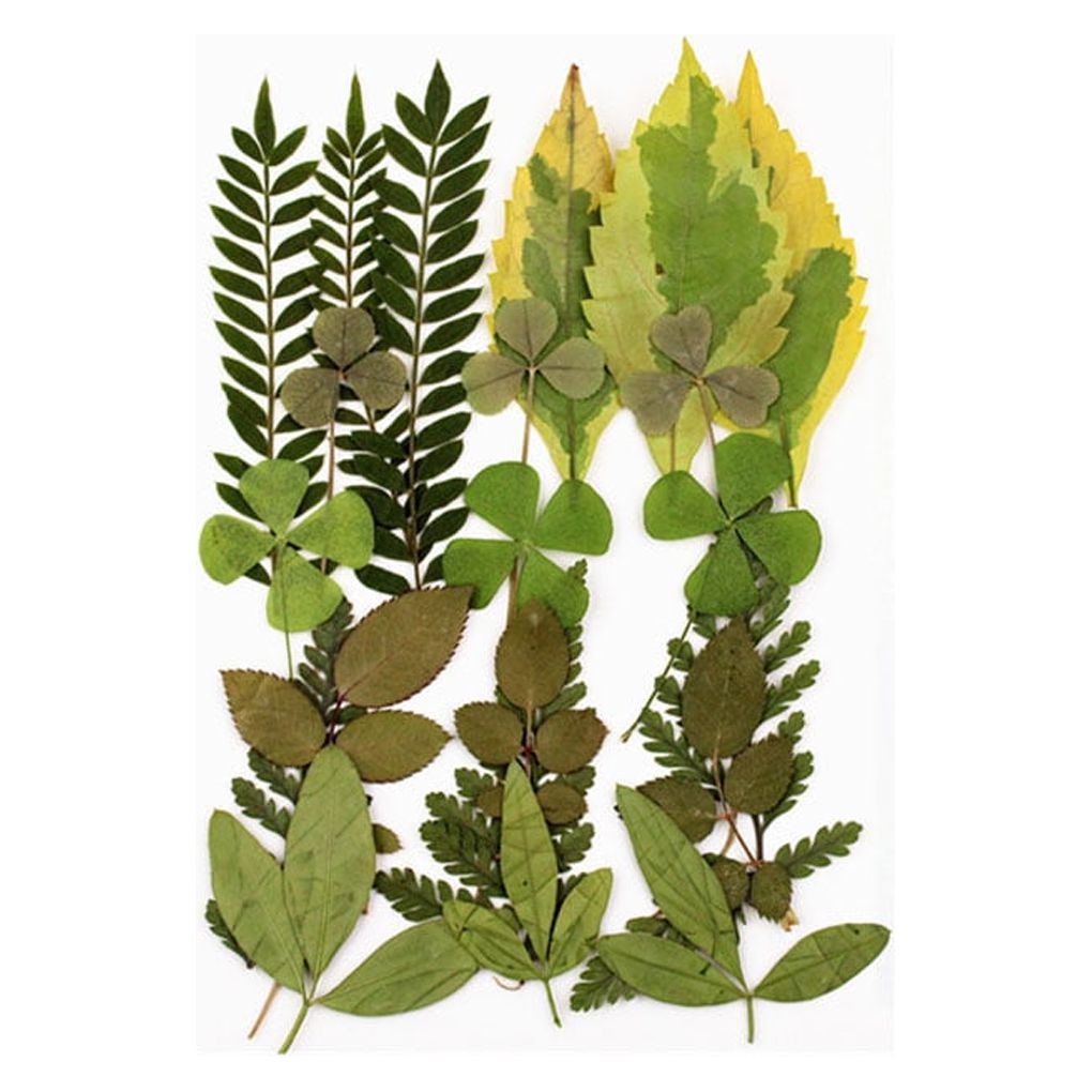 Thinsont Dried Leaves Set DIY Props Real Leaf Decal Handicraft Filling ...