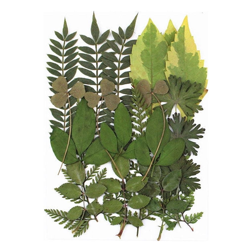 Thinsont Dried Leaves Set DIY Props Real Leaf Decal Handicraft Filling ...