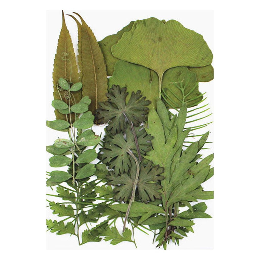 Thinsont Dried Leaves Set DIY Props Real Leaf Decal Handicraft Filling ...