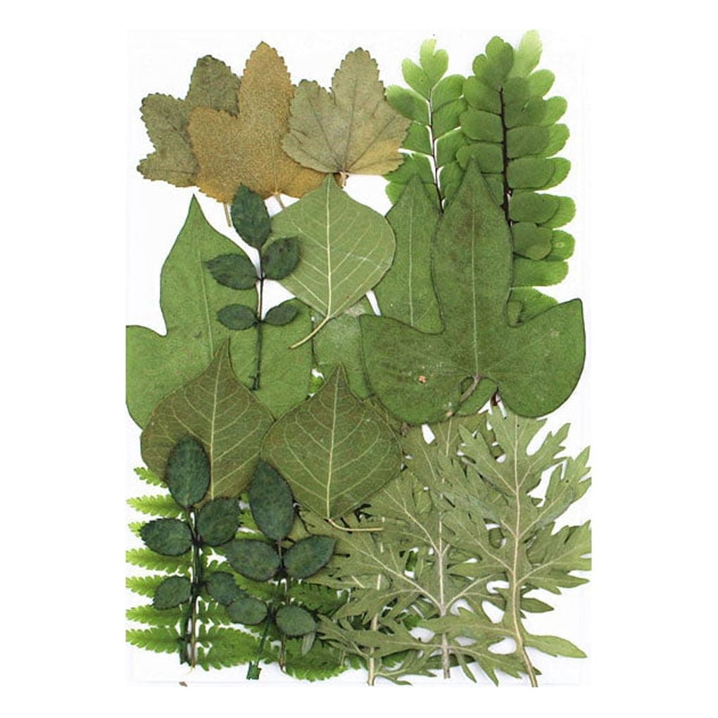 Thinsont Dried Leaves Set DIY Props Real Leaf Decal Handicraft Filling ...
