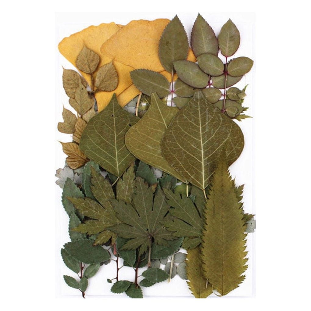 Thinsont Dried Leaves Set DIY Props Real Leaf Decal Handicraft Filling ...