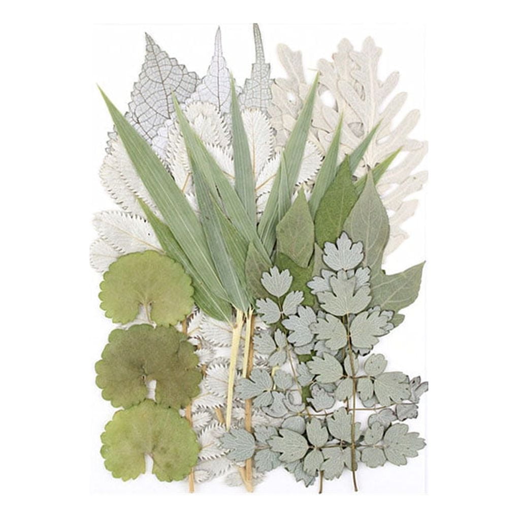 Thinsont Dried Leaves Set DIY Props Real Leaf Decal Handicraft Filling ...