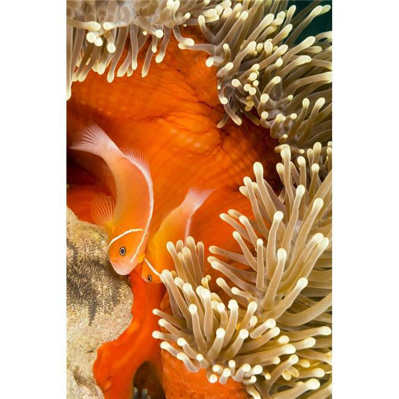 This Common Anemonefish Amphiprion Perideraion Most Often Found ...