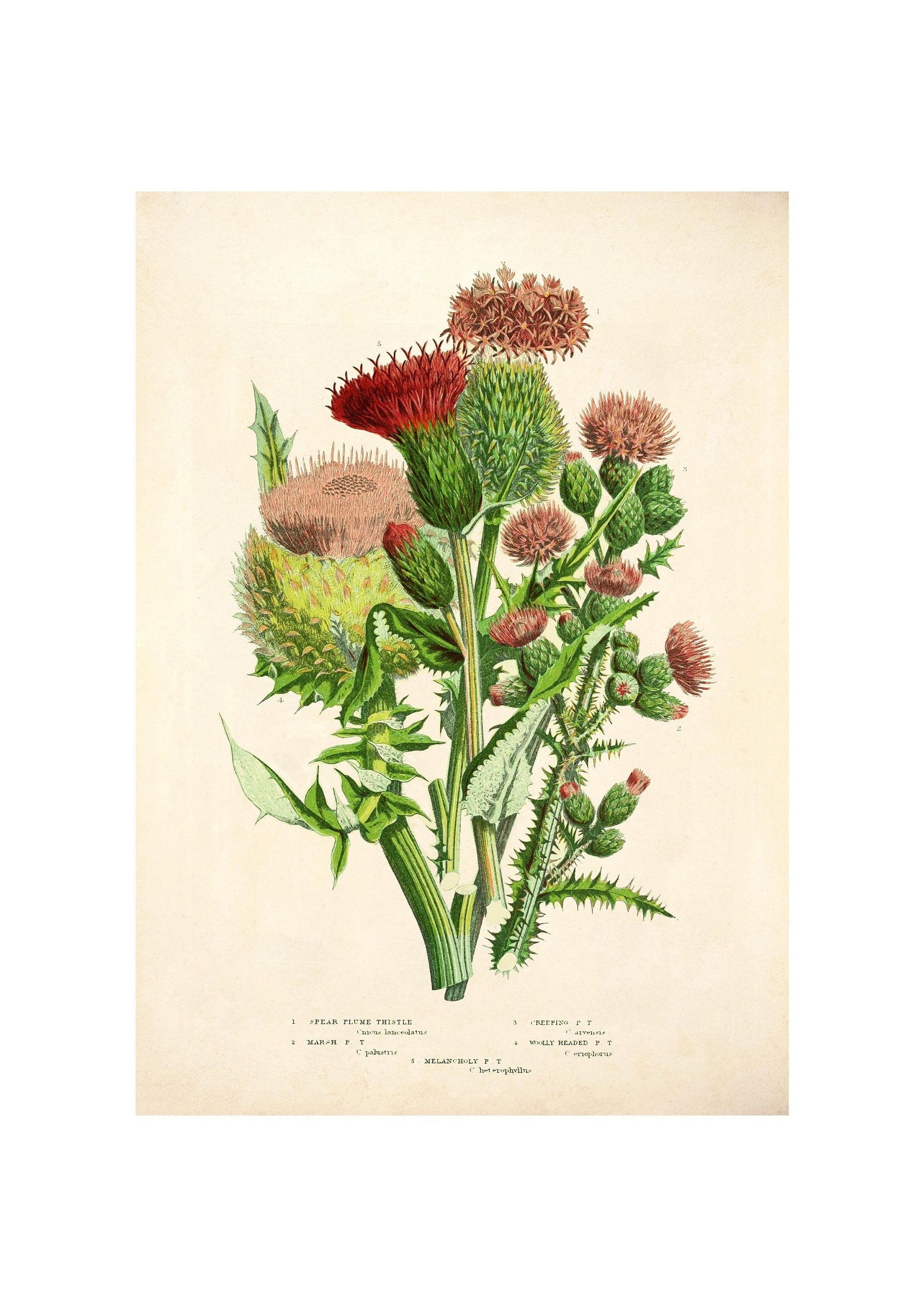 Thistles Musk Thistle Milk Thistle Giclee Fine Art Print Antique ...