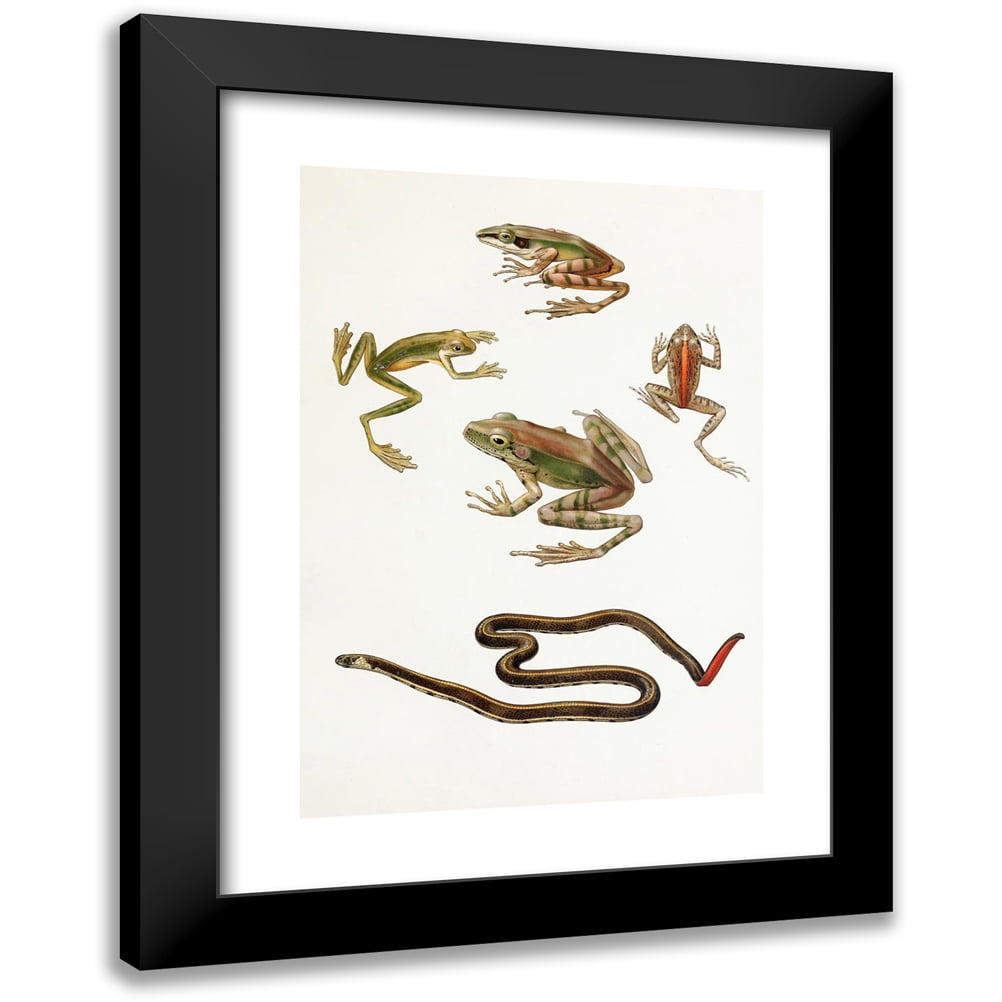 Thomas Barbour 18x24 Black Modern Framed Museum Art Print Titled - Rana ...