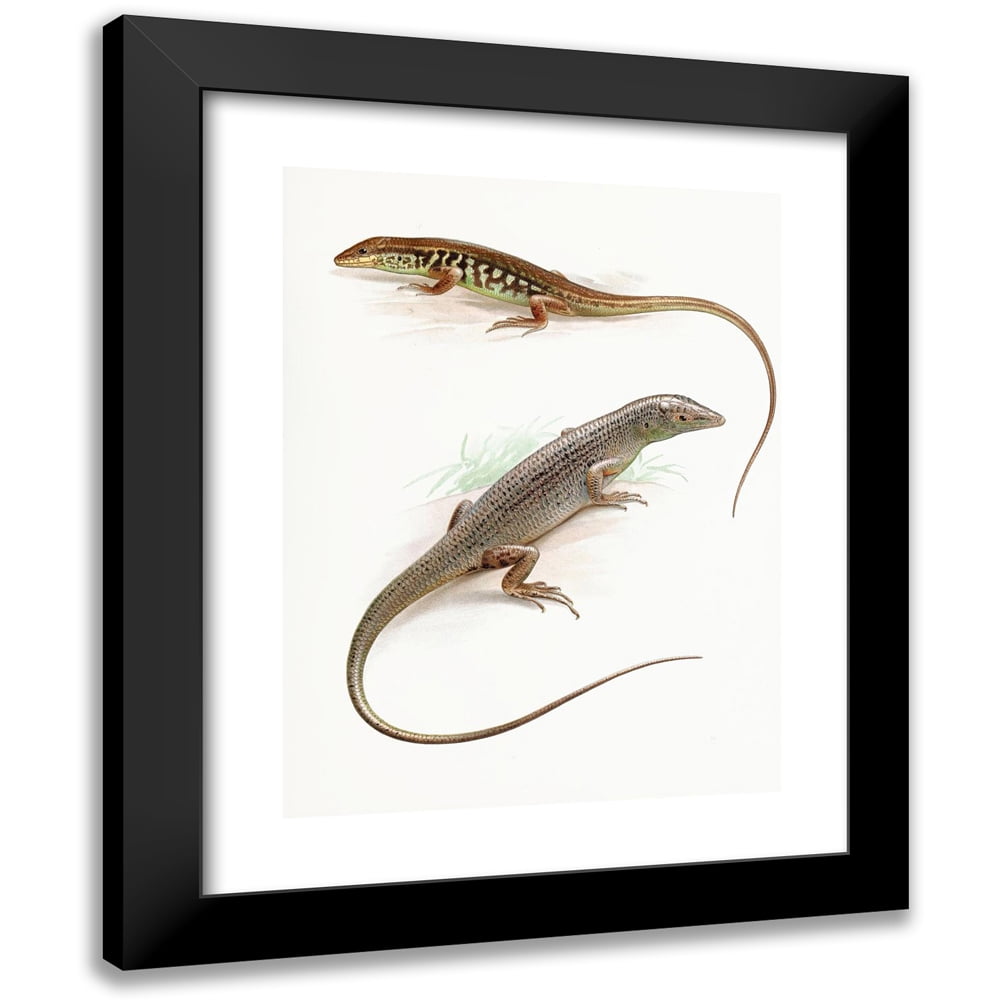 Thomas Barbour 19x24 Black Modern Framed Museum Art Print Titled ...