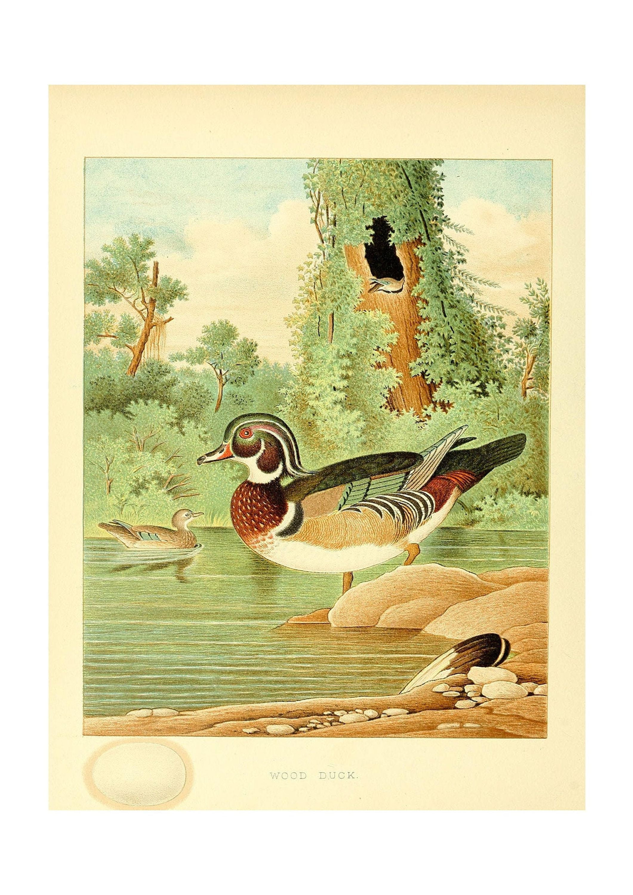 Thomas G. Gentry : "Nests and Eggs of Birds of The United States" (1882 ...