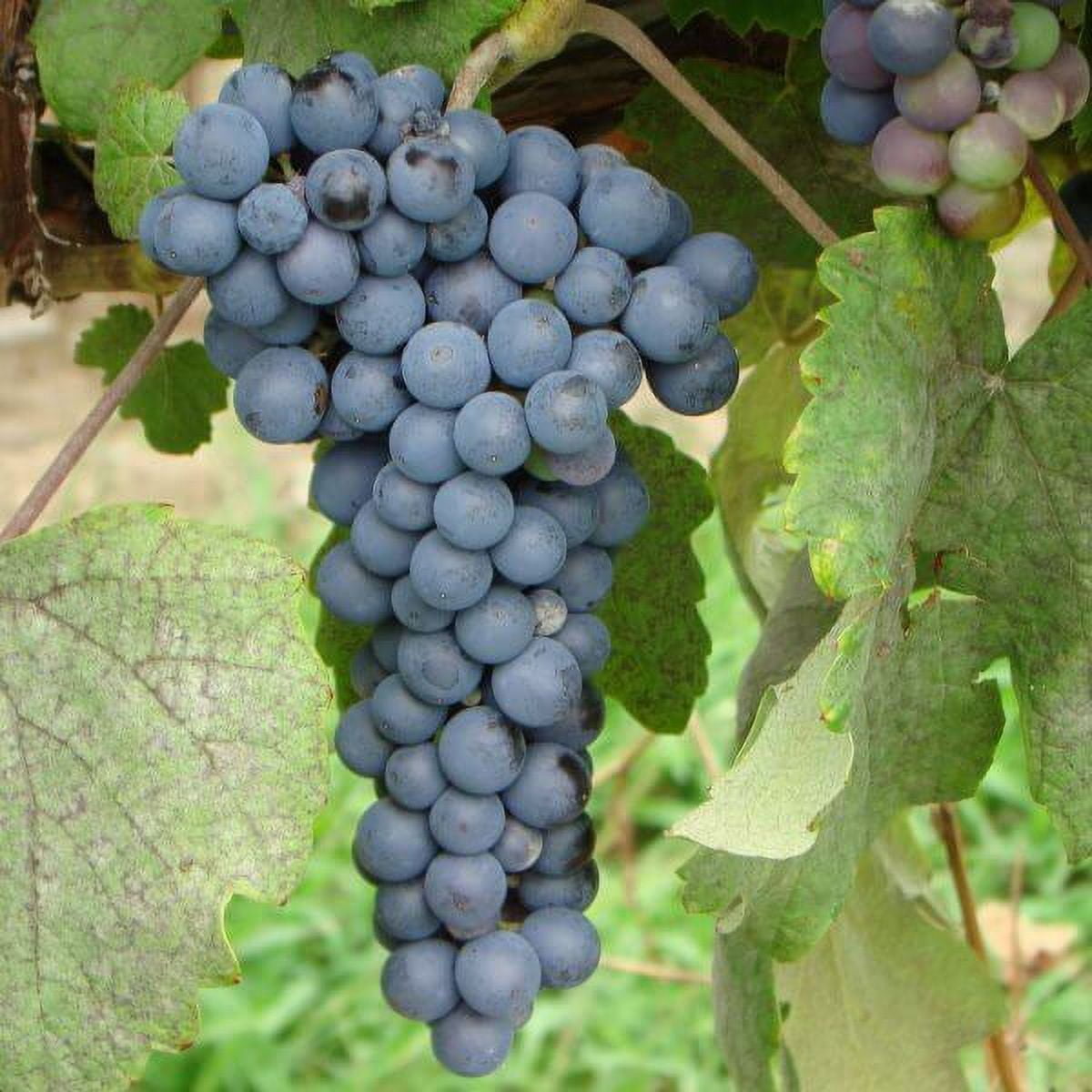 Thomcord Grapes 2 Gallon Potted Set of 2 Fruit Plant Pixies Gardens ...