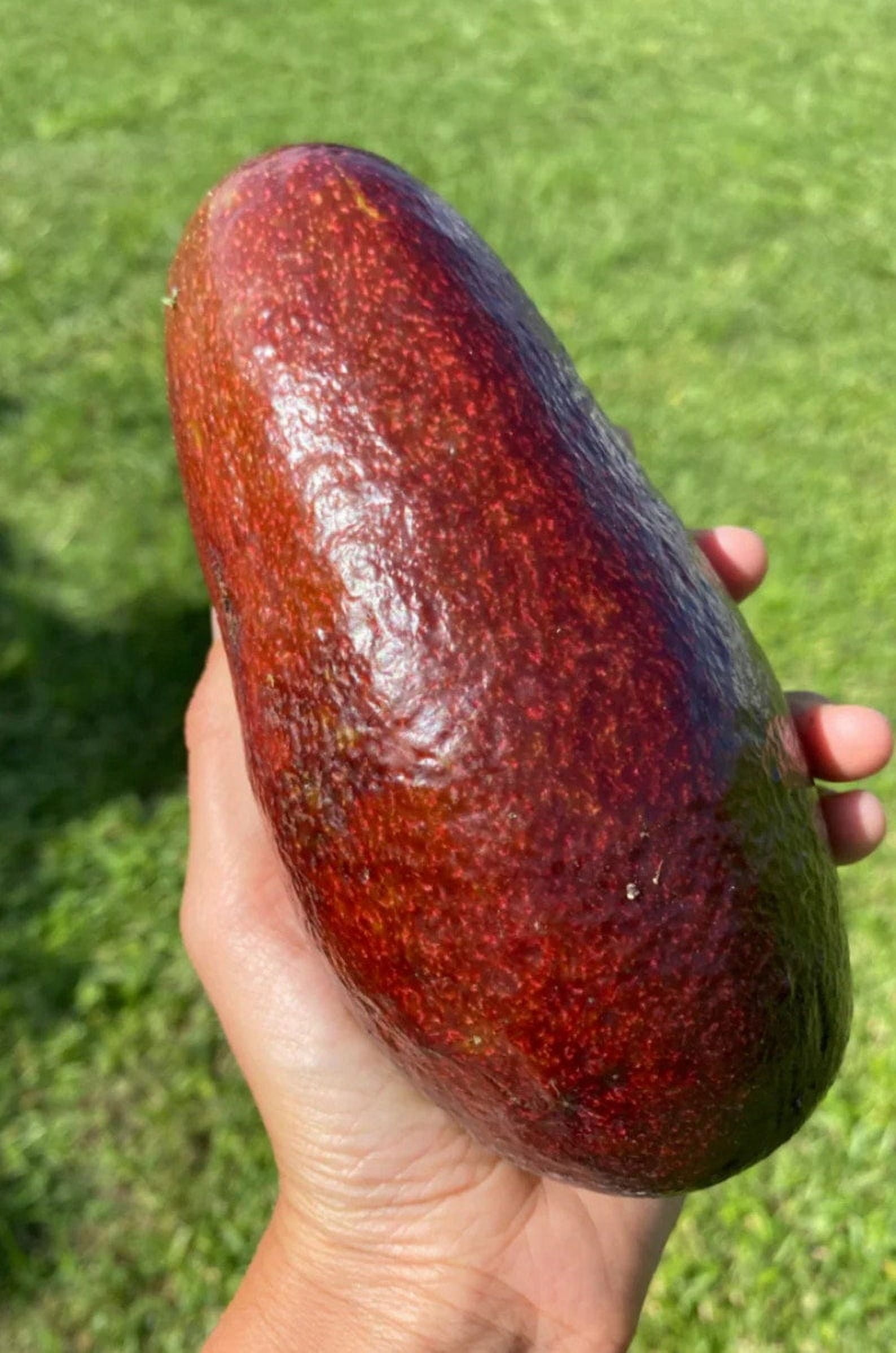 Thomson red grafted Avocado Tree From 2 to 4 feet tall. We ship to ALL ...