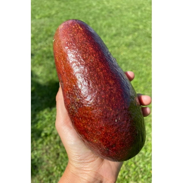 Thomson red grafted Avocado Tree From 2 to 4 feet tall. We ship to ALL ...