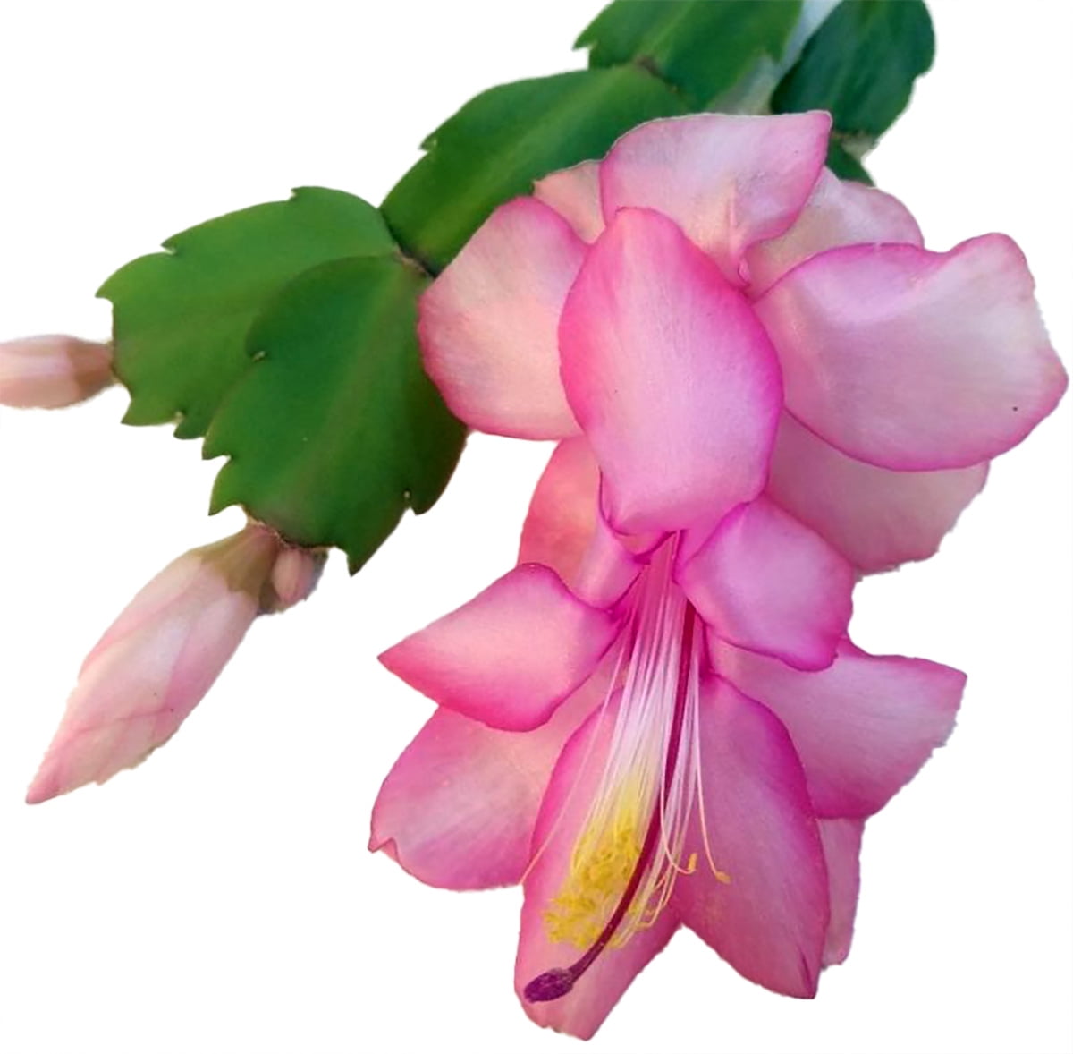 "Thor Series Live Indoor Potted Xmas Real Holiday Houseplant - Caroline ...