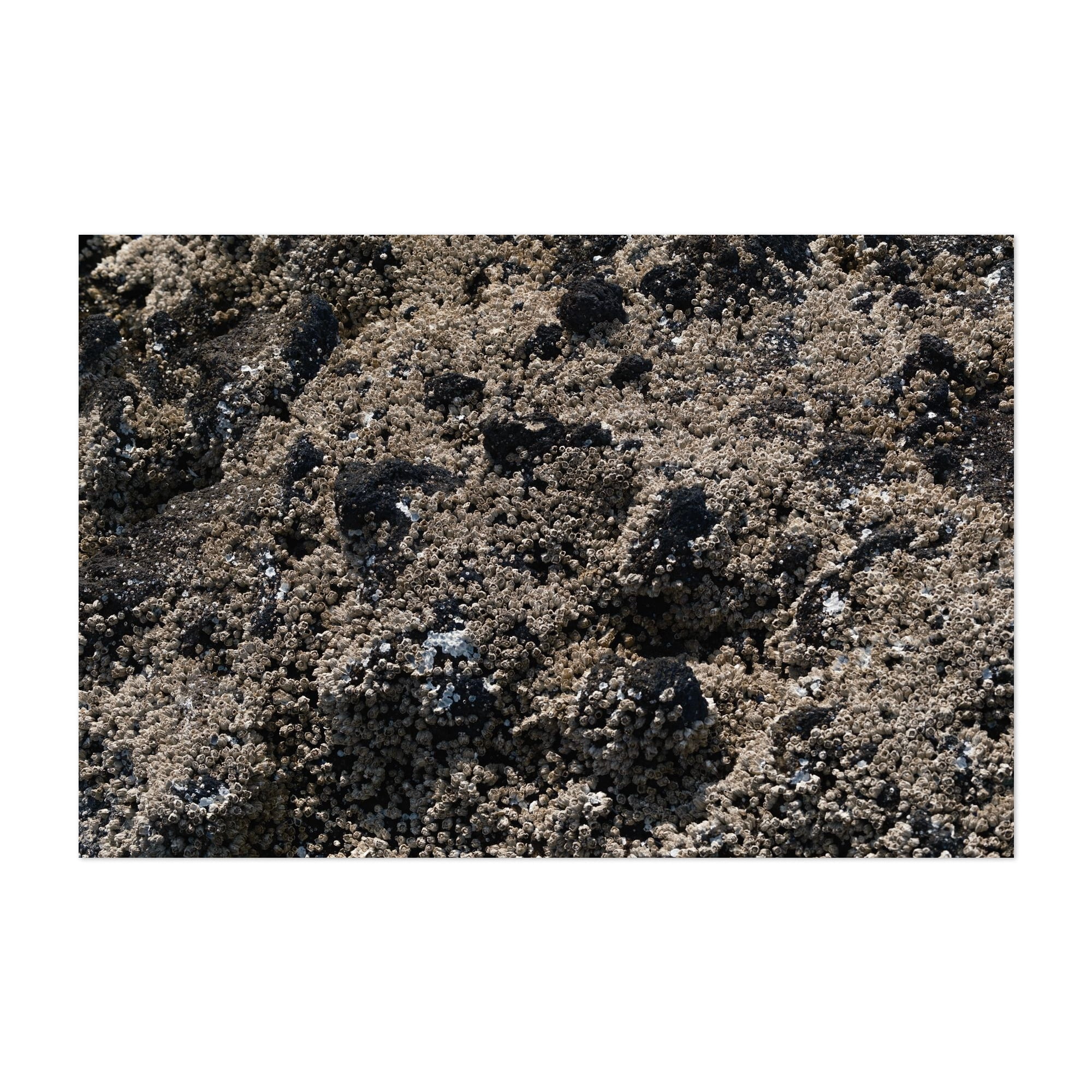 Thor's Barnacles - Yachats Oregon Photography Nature Abstract Coastal ...