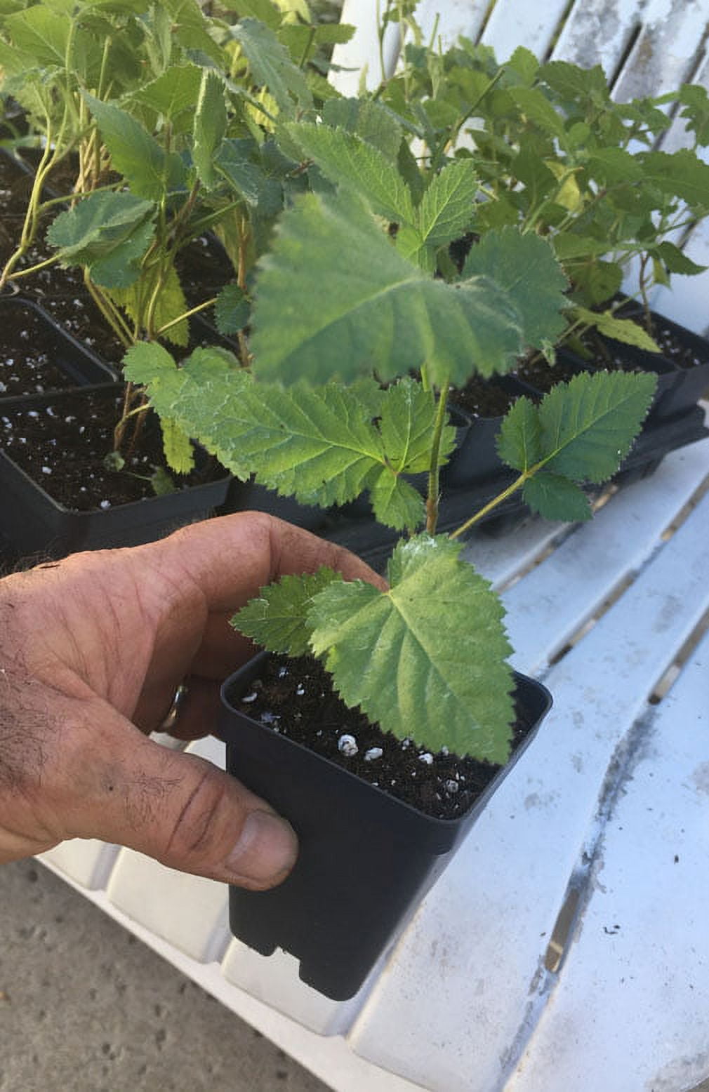 Thornless Blackberry Plants – Natchez Blackberry – Thornless Blackberry - Walmart.com