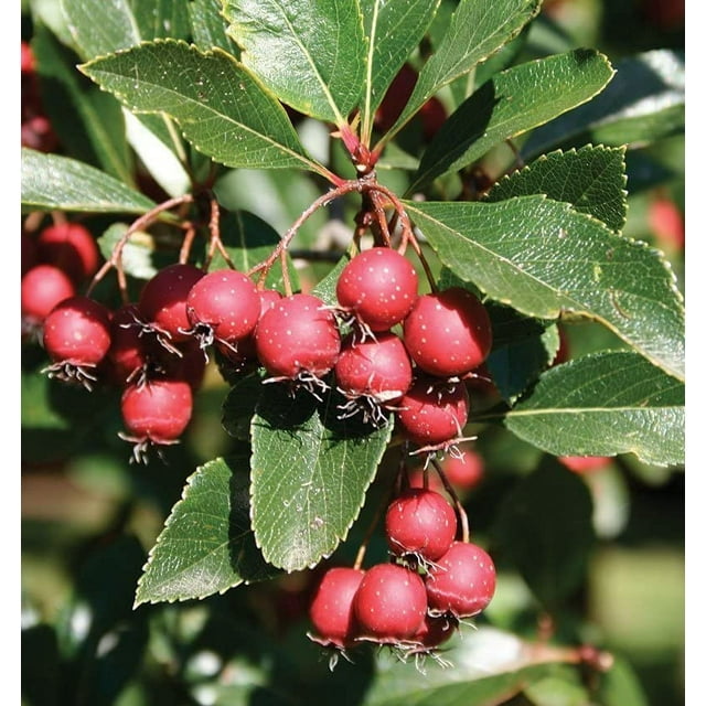 Thornless Hawthorn Tree Seeds for Planting (30 Seeds) - Crataegus Crus ...