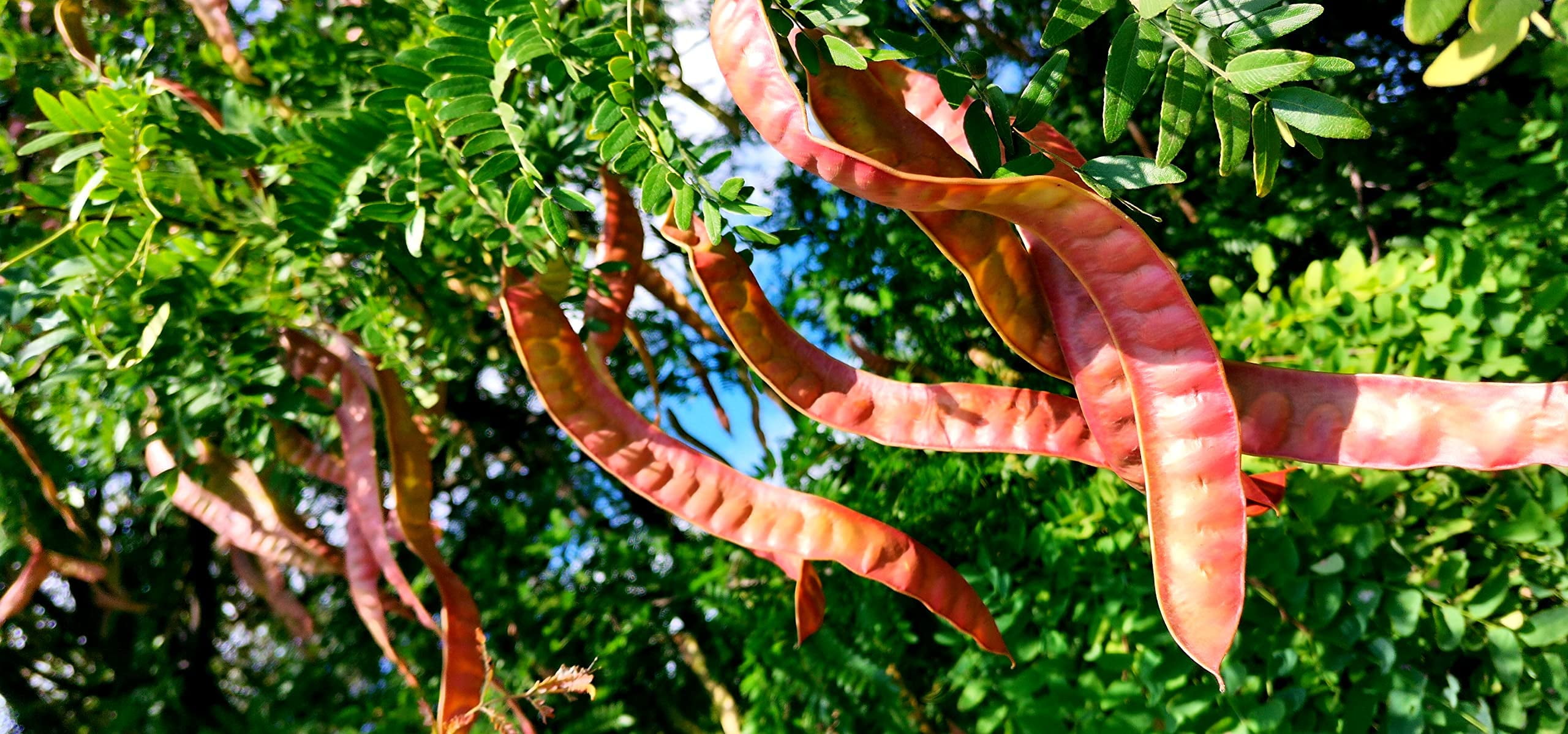 CZ Grain Thornless Honey Locust 12 Seeds Gleditsia triacanthos Inermis ...